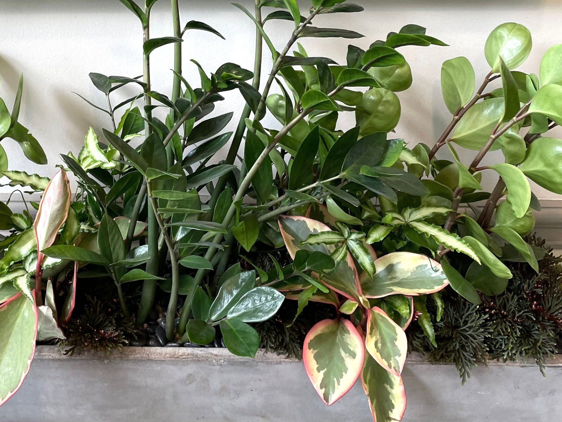 Ready-Made Inserts - Vetiver